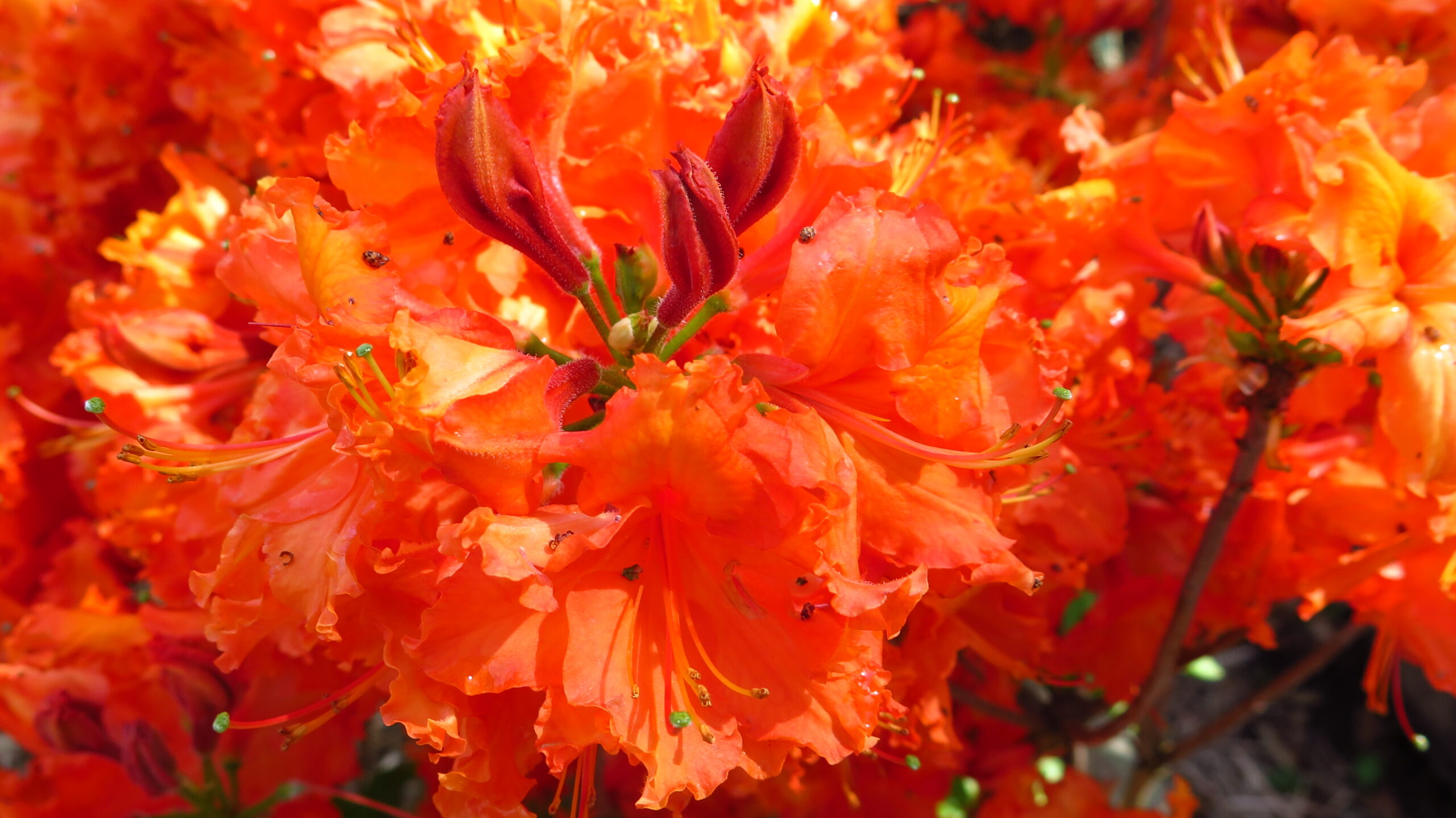 2025 Young Printmaker Award - College Women's Association of Japan